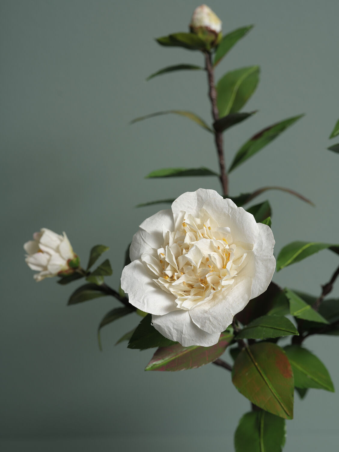 The Camellia Society — Objectspace