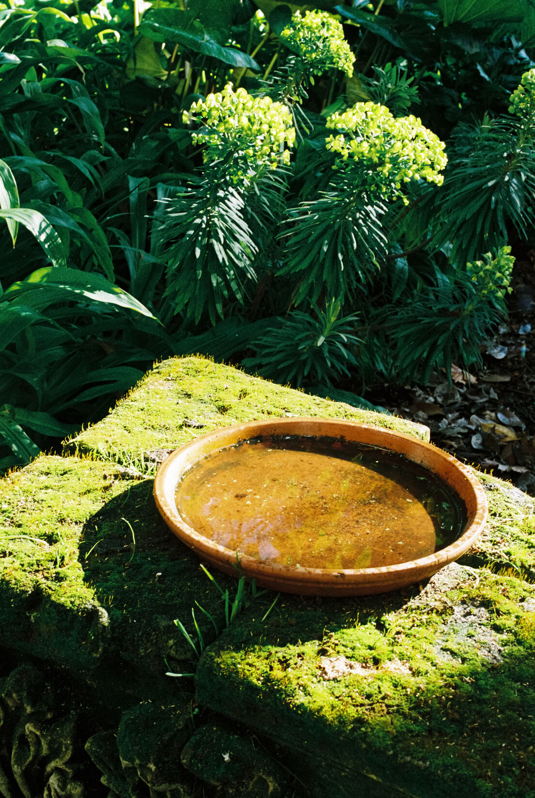A morning in the garden with Robert Watson – Sir Miles Warren garden ...