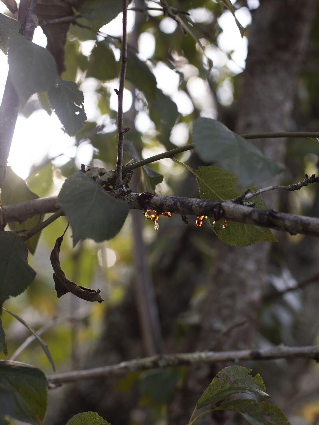 At Home and in the Studio: David Straight — Objectspace